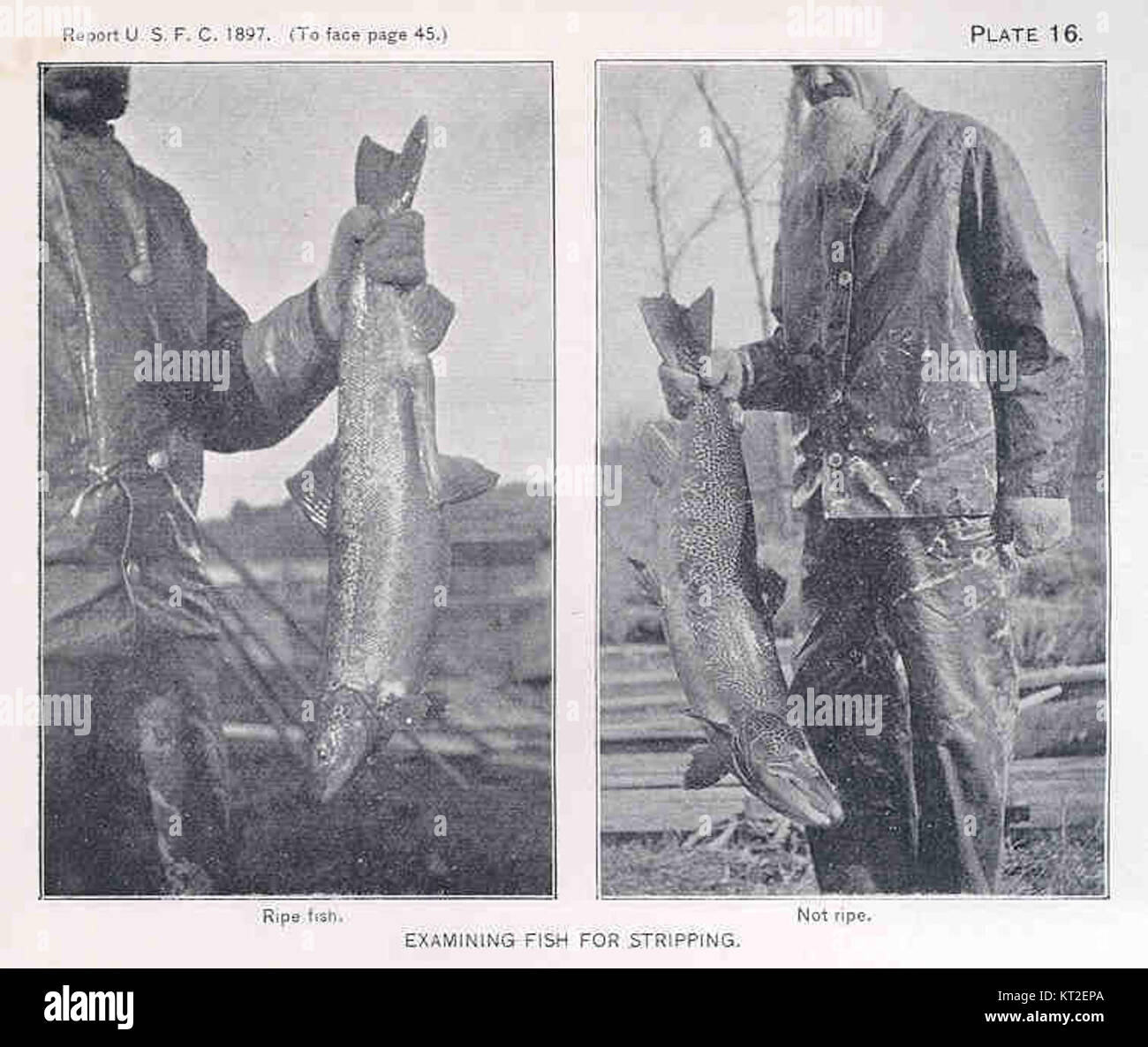 A scientific examination of fish species intended for stripping ...