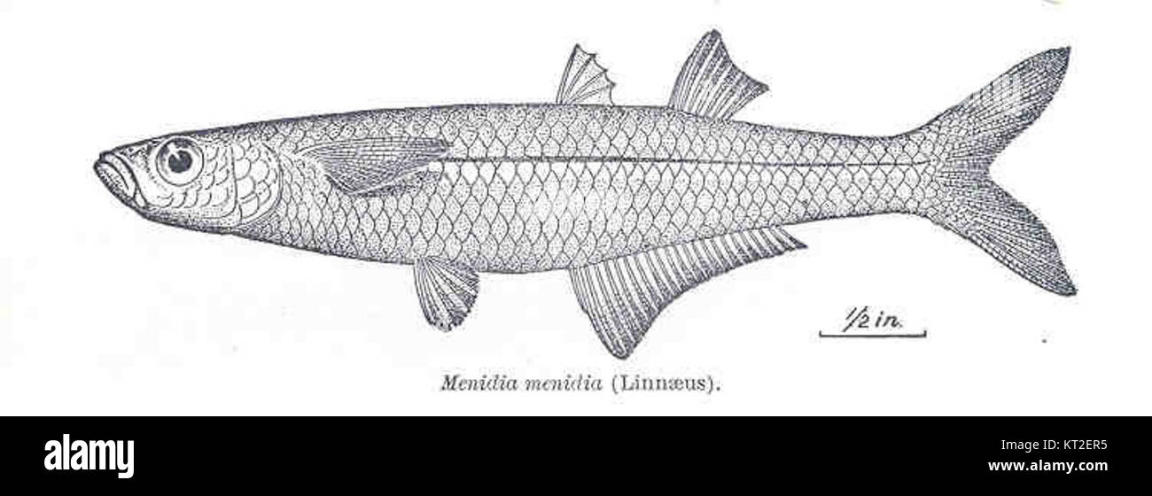 Menidia Menidia