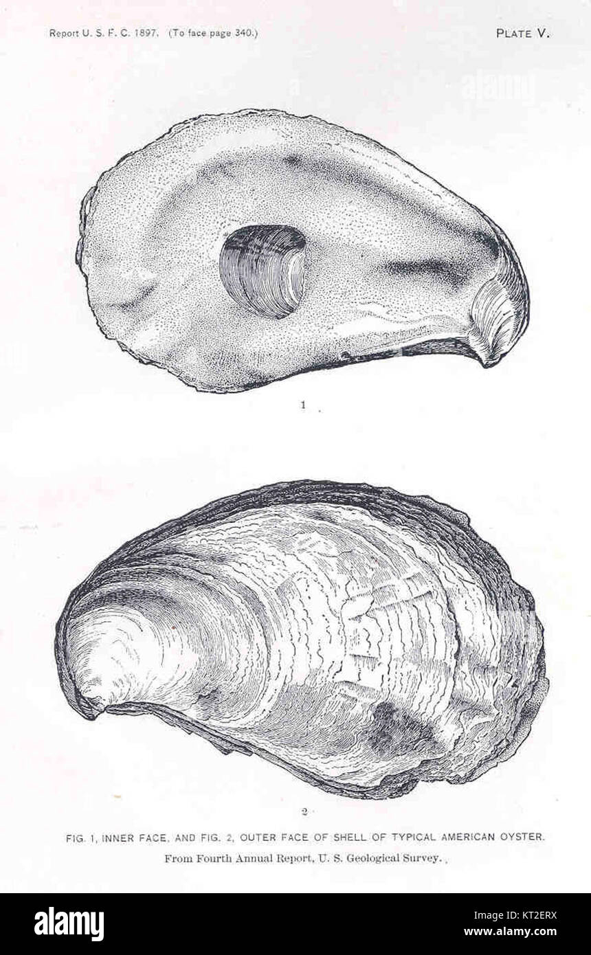 33862 Inner Face (1) and Outer Face (2) of Shell of Typical American ...