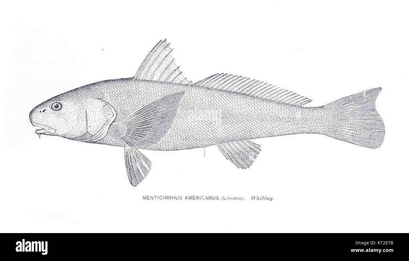 Menticirrhus americanus hi-res stock photography and images - Alamy