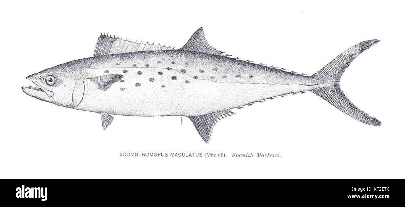 33871 Scomberomorus maculatus, commonly known as the spotted Spanish ...