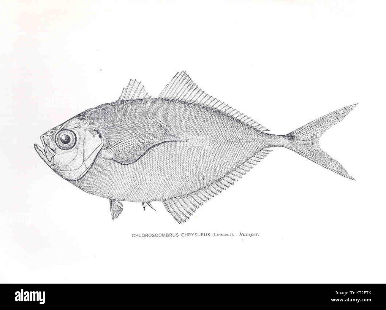 Chloroscombrus chrysurus hi-res stock photography and images - Alamy