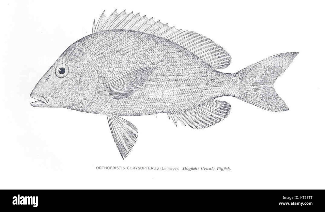 Croaker family sciaenidae hi-res stock photography and images - Alamy