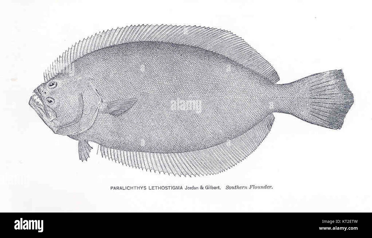 Paralichthys lethostigma, also known as the southern flounder, is a ...