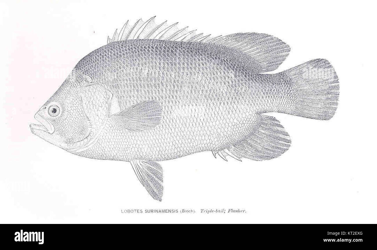 Lobotes Surinamensis, also known as the Surinam Toadfish, is a species ...