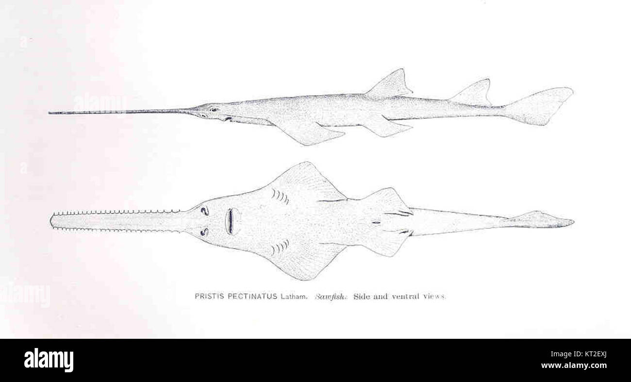 Pristis Pectinatus, commonly known as the smalltooth sawfish, is a ...