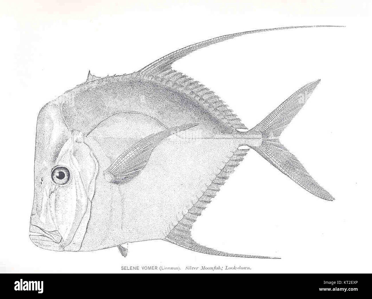 Selene vomer (Linnaeus), commonly known as the moonfish, is a species ...