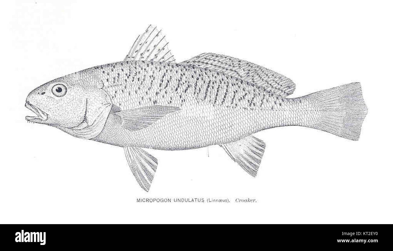 Common species of fish Cut Out Stock Images & Pictures - Alamy