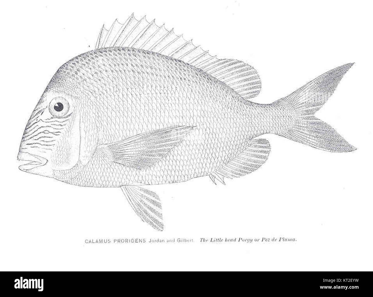 Calamus Proridens, described by Jordan and Gilbert, refers to a species ...