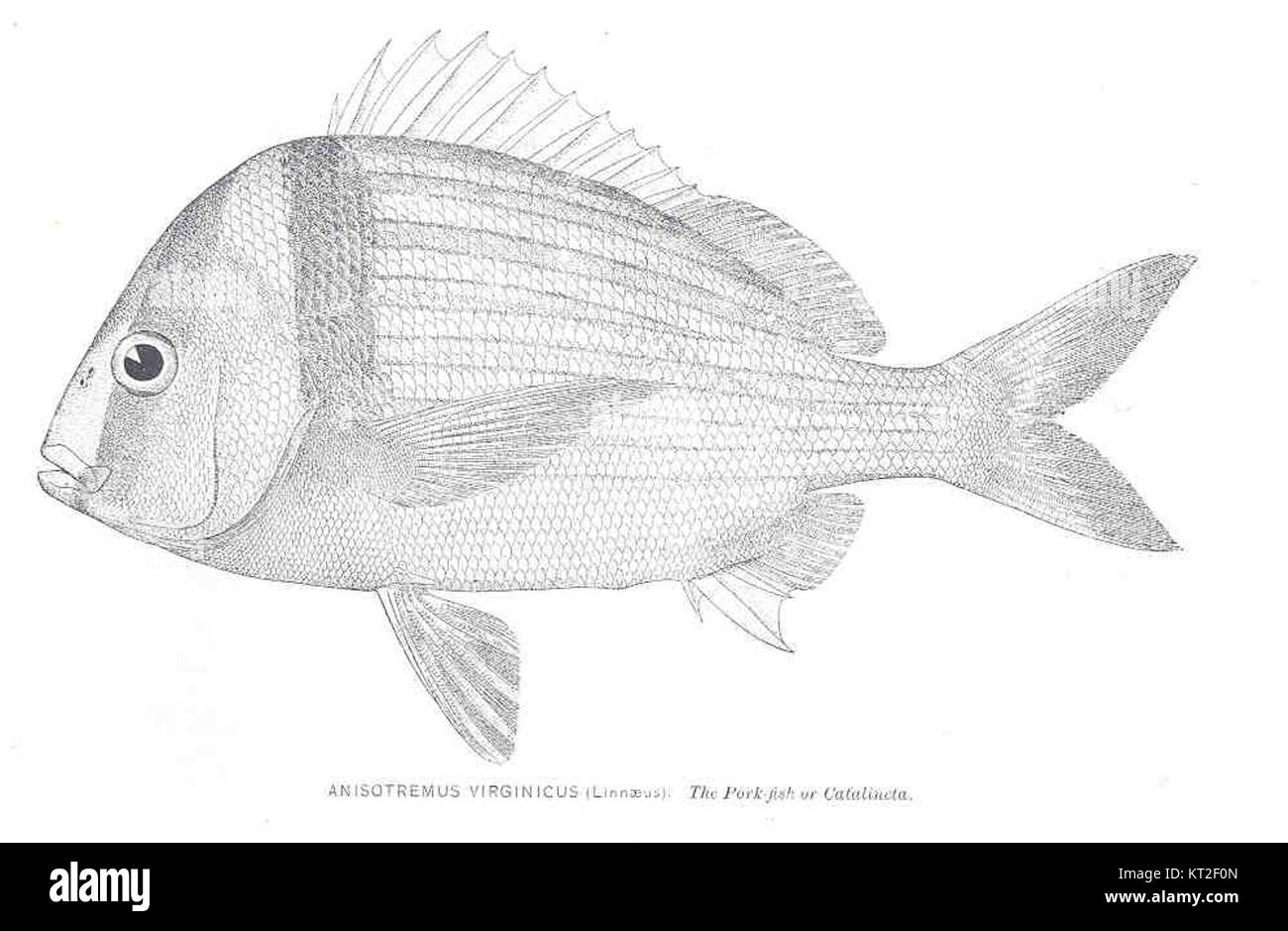 Anisotremus virginicus, commonly known as the Northern porkfish, is a ...