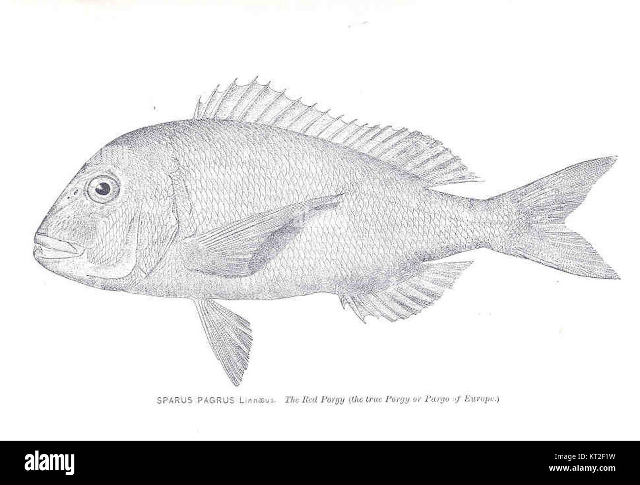 Sparus pagrus, commonly known as the common seabream, is a species of ...