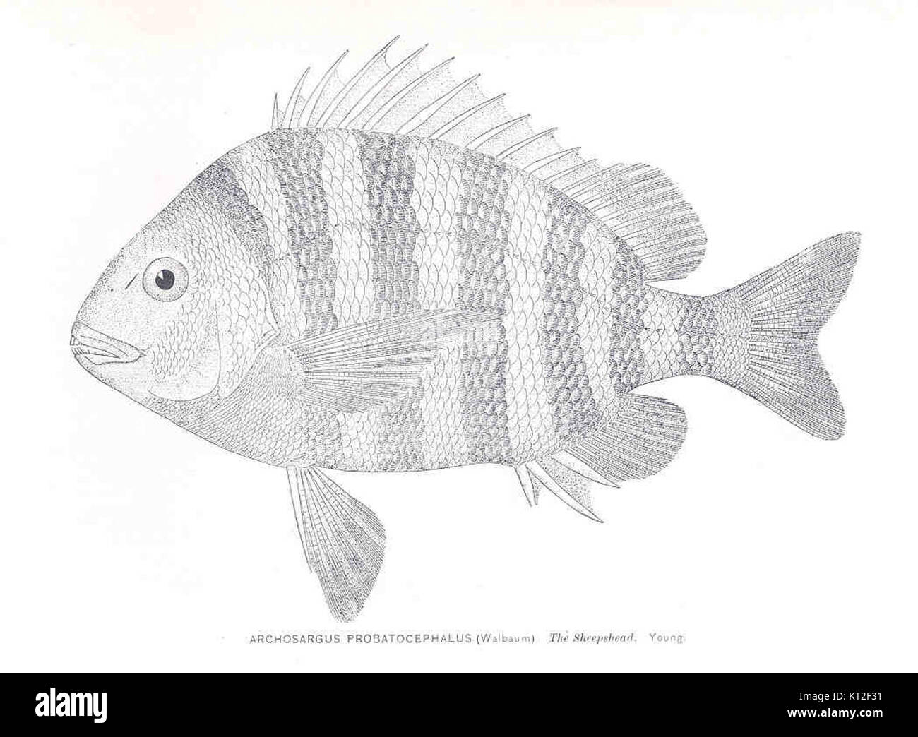 Sheepshead fish teeth hi-res stock photography and images - Alamy