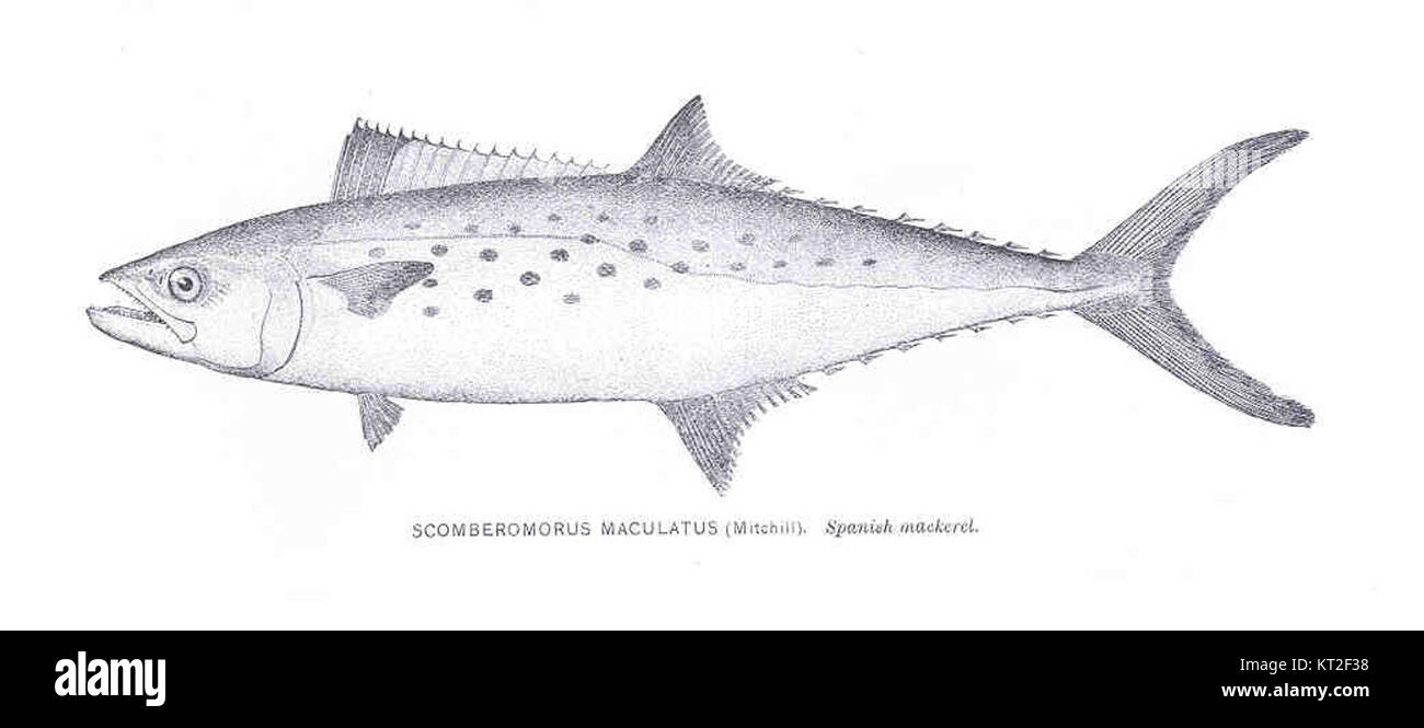 Scomberomorus maculatus hi-res stock photography and images - Alamy