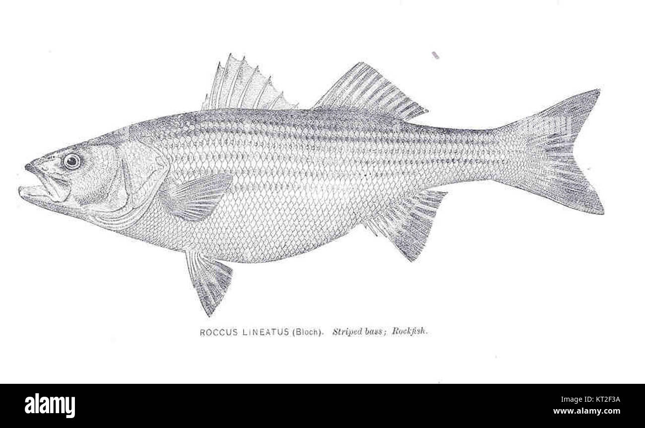 Roccus lineatus hi-res stock photography and images - Alamy