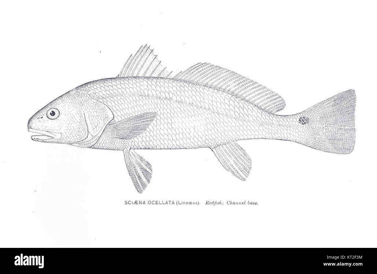 Sciaena Ocellata, commonly known as the spotted sea bass or croaker, is ...