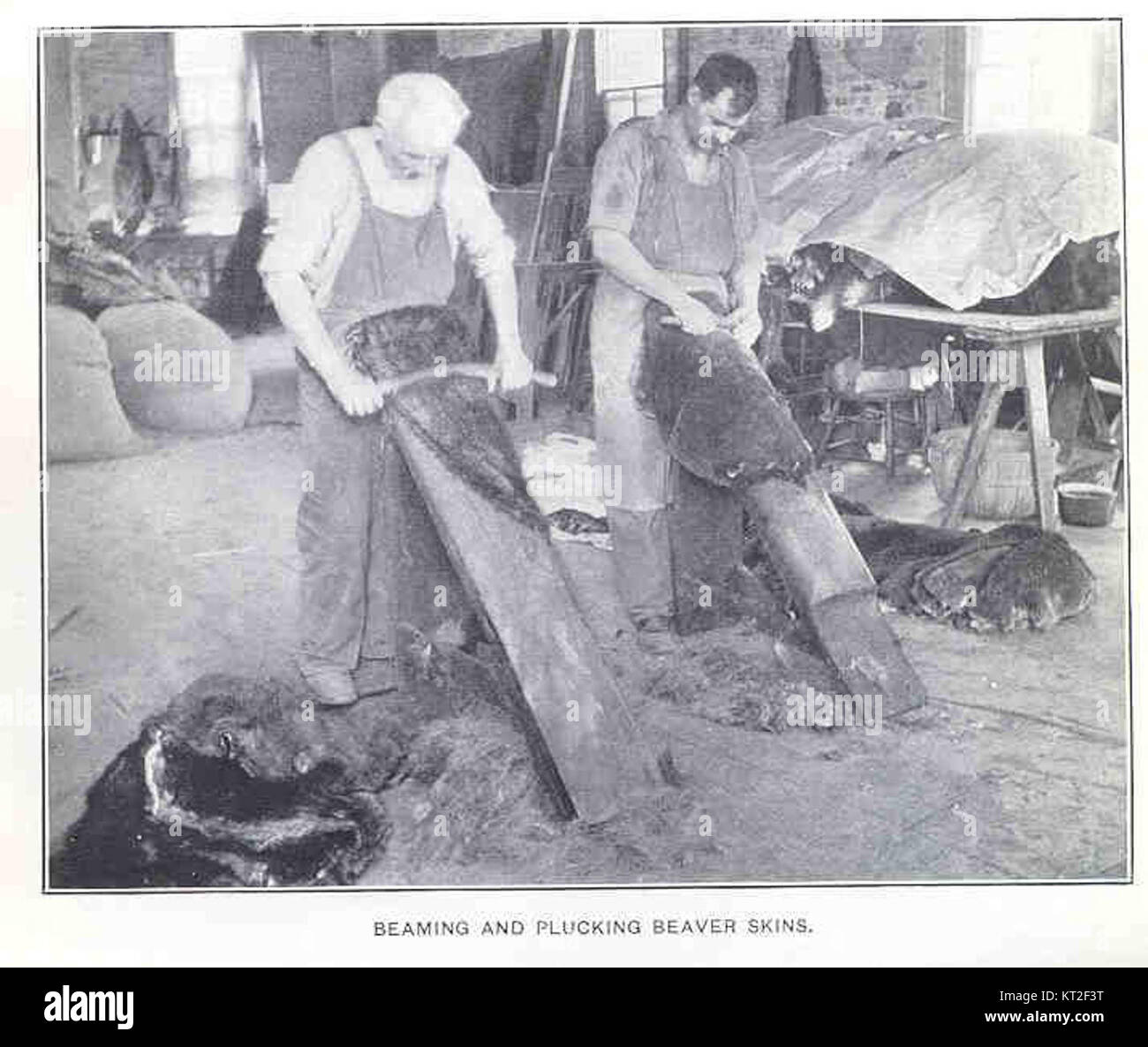 A historic photograph depicting the process of beaming and plucking ...
