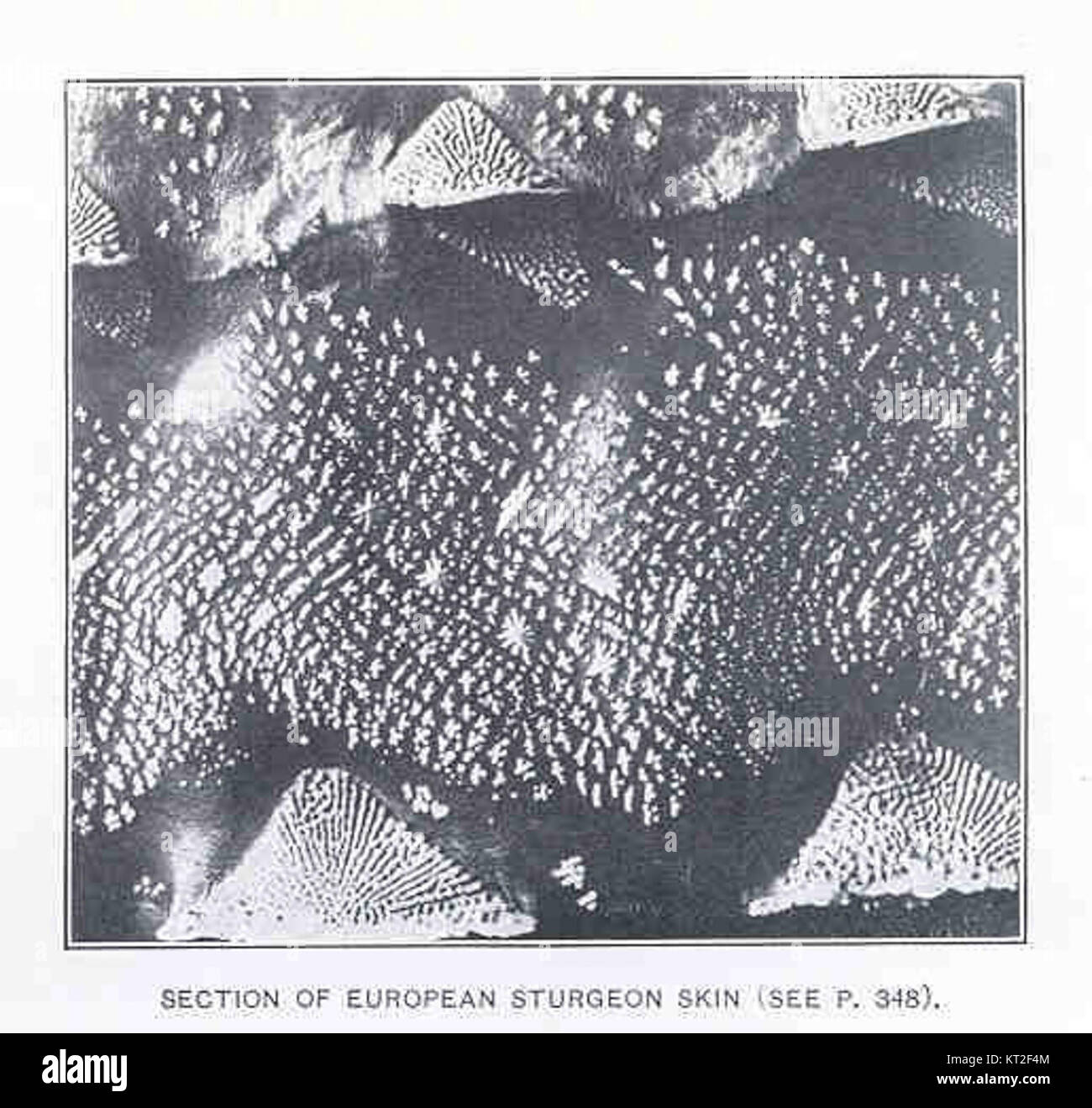 This is a preserved section of European Sturgeon skin, which highlights ...