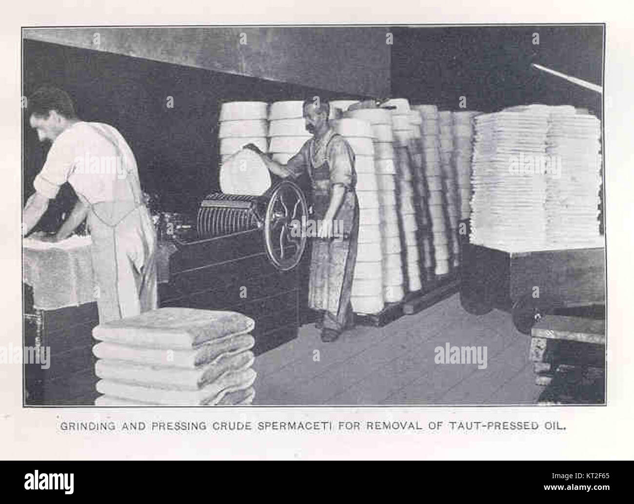 This historical photograph shows the process of grinding and pressing ...
