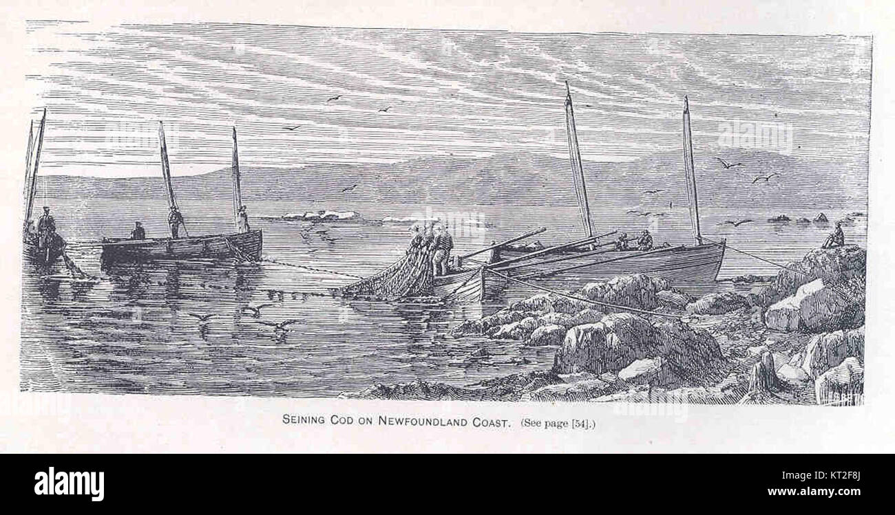 The image shows fishermen seining cod off the coast of Newfoundland ...