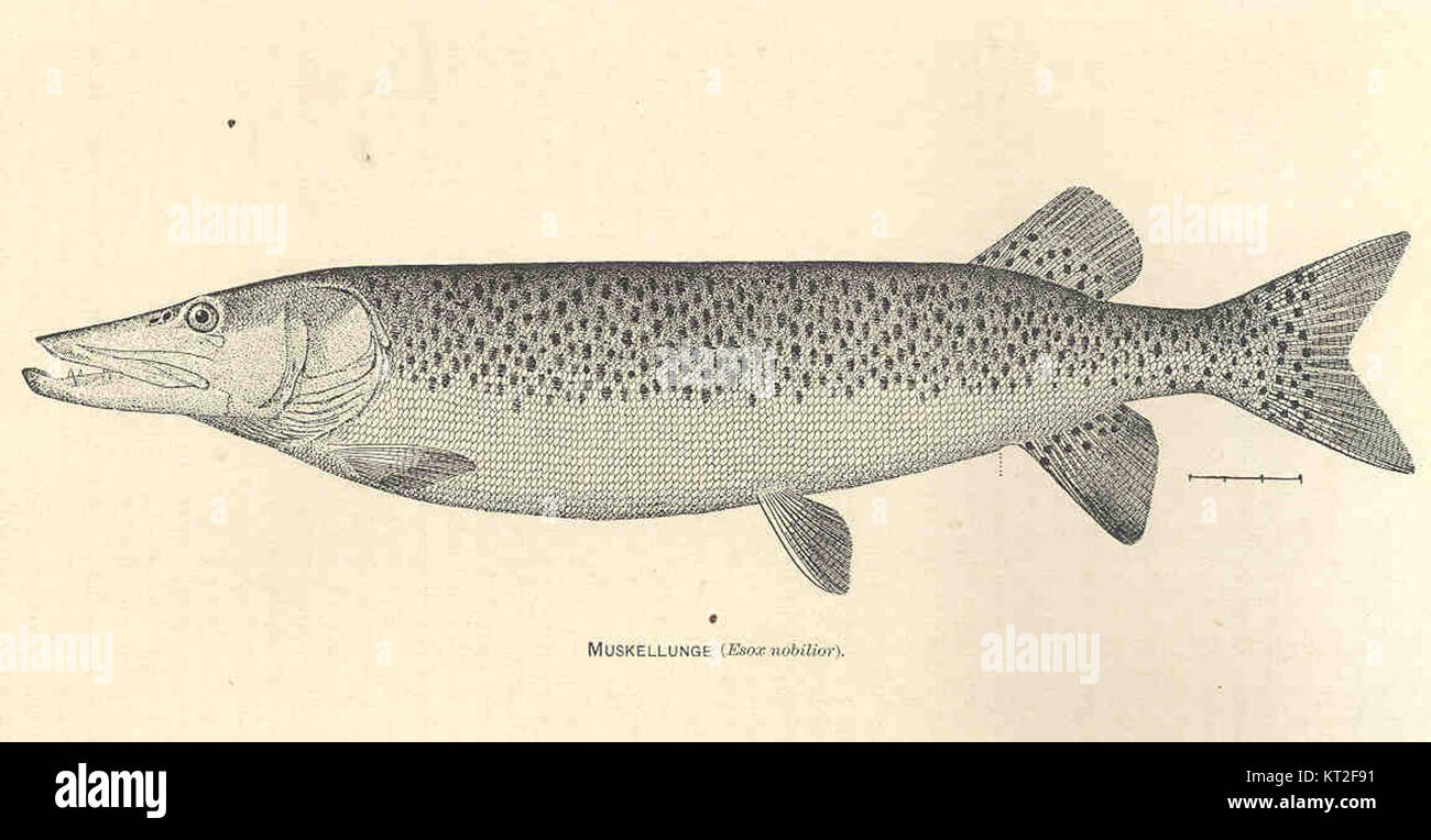 Muskellunge hi-res stock photography and images - Alamy