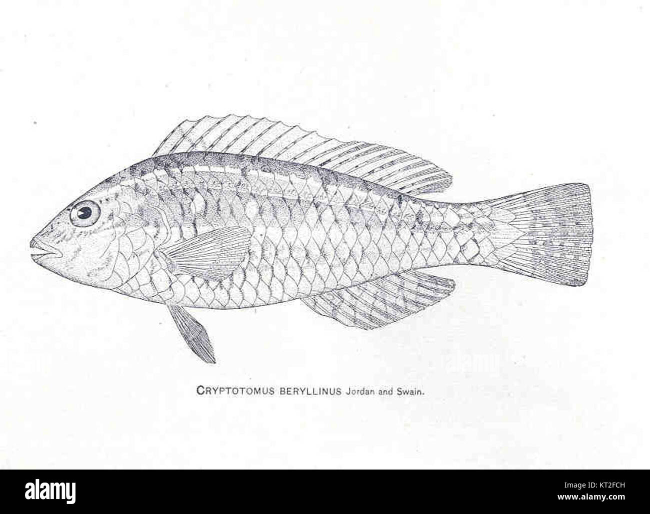 Photograph of the Cryptotomus Beryllinus, a species of aquatic insect ...
