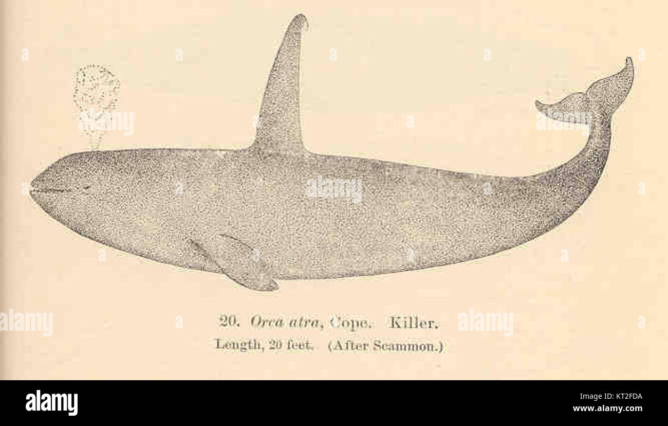 This is a reference to Orca atra, commonly known as the killer whale ...