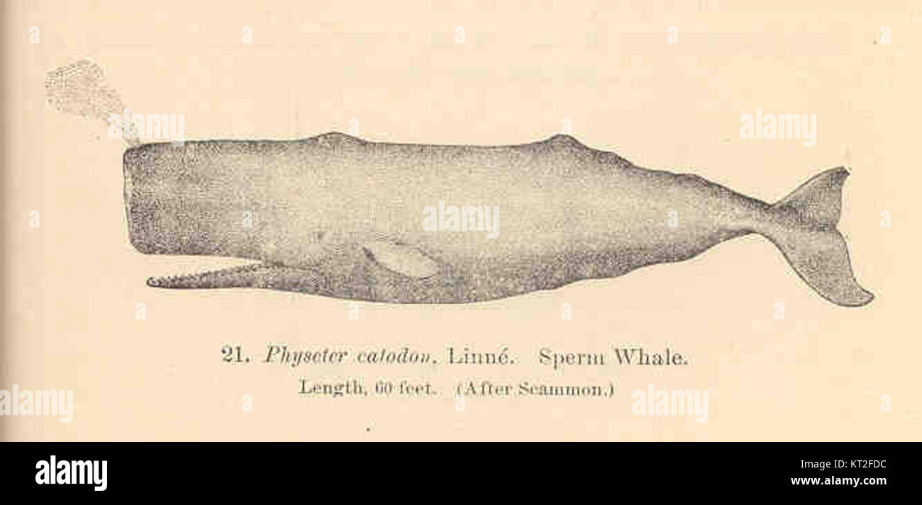 Physeter catodon, commonly known as the sperm whale, is a marine mammal ...