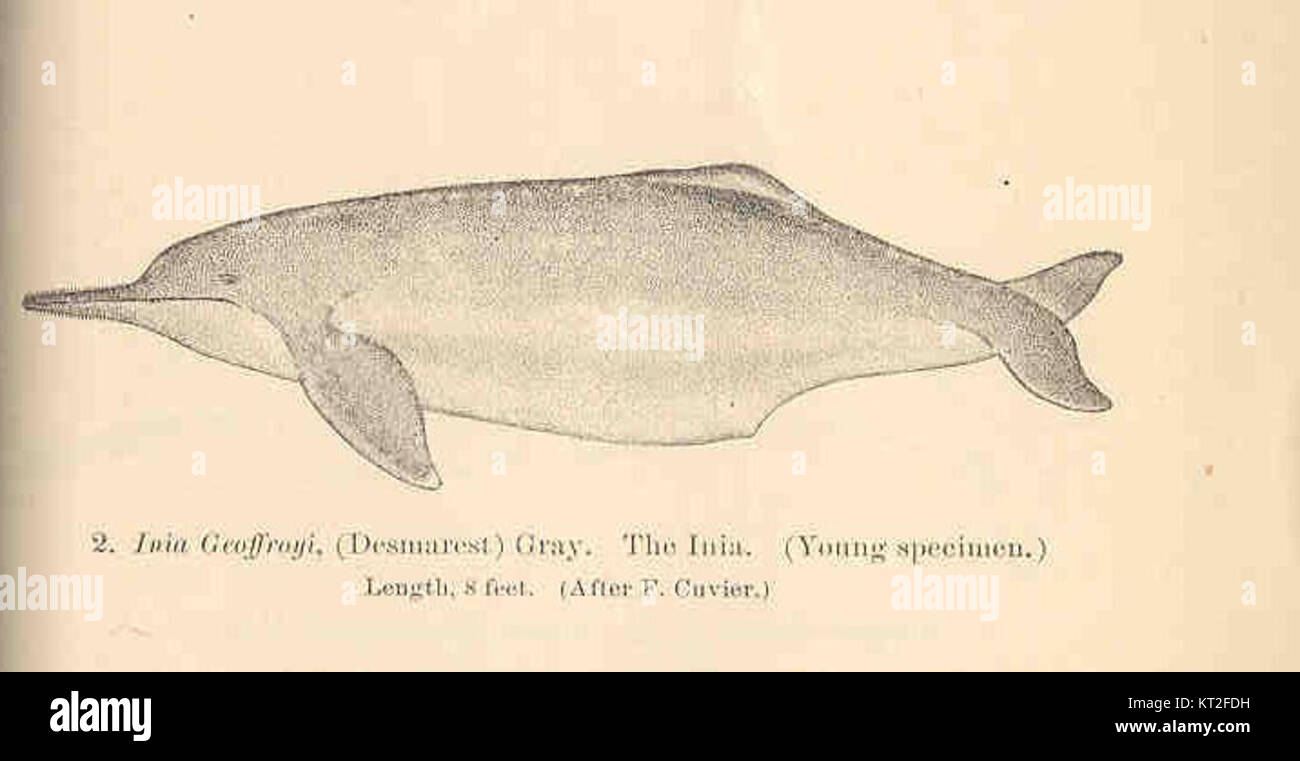 The Inia Geoffroyi, also known as the gray river dolphin, is a species ...