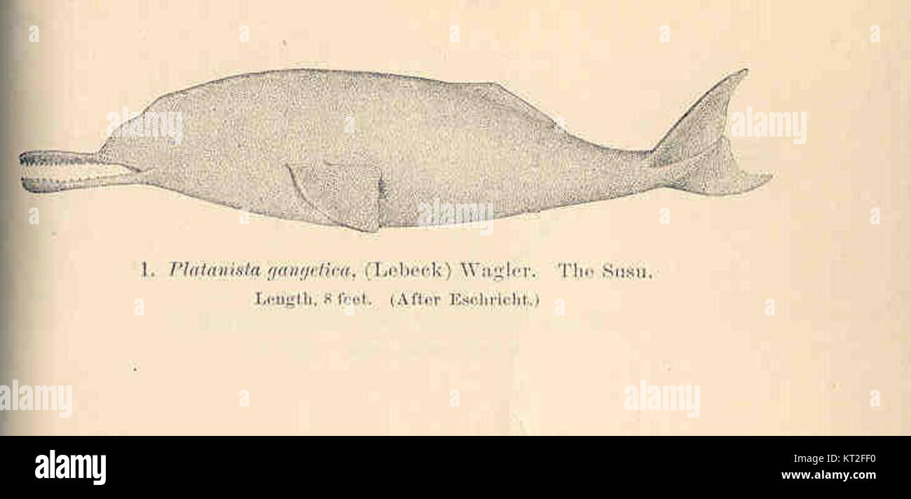 Ganges river dolphin hi-res stock photography and images - Alamy