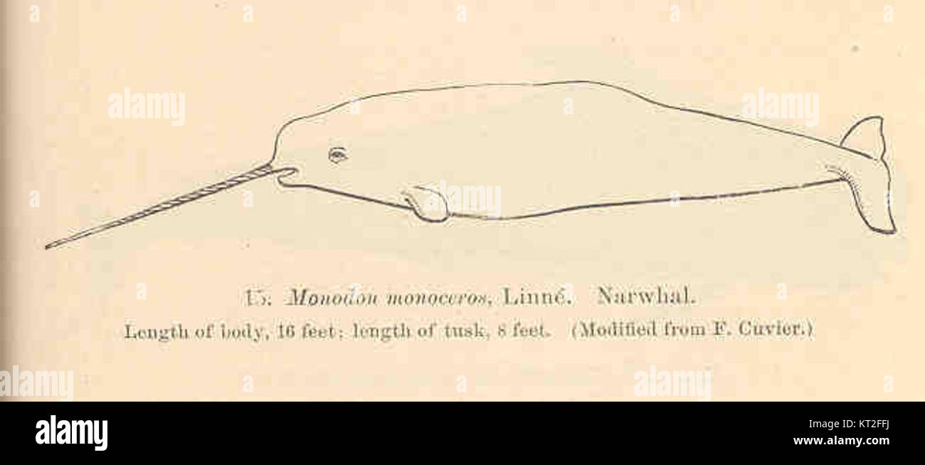 The Narwhal (Monodon monoceros), featured in this image with the ...