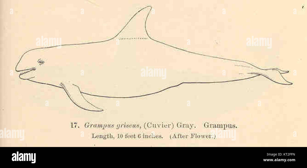 Prominent dorsal fin hi-res stock photography and images - Alamy