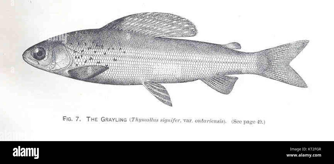 Thymallus ontariensis hi-res stock photography and images - Alamy