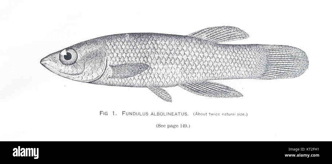 Fundulus albolineatus, also known as the Whitestripe Killifish, is a ...
