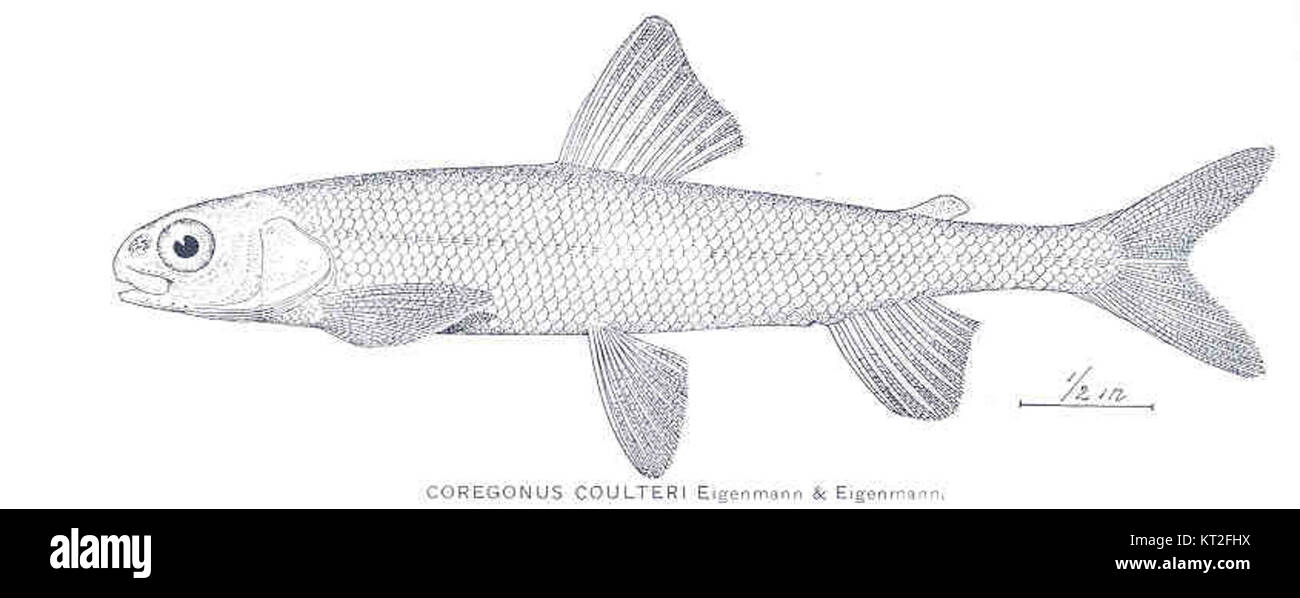 Freshwater fish distinct features hi-res stock photography and images ...