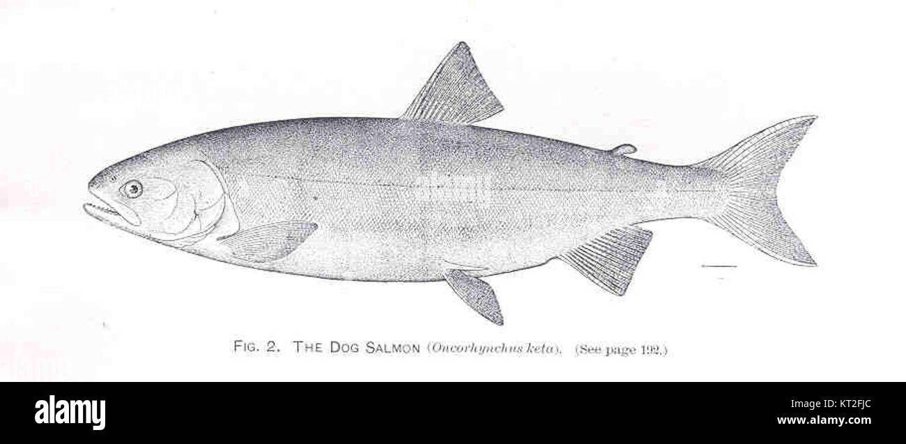 Keta salmon Cut Out Stock Images & Pictures - Alamy