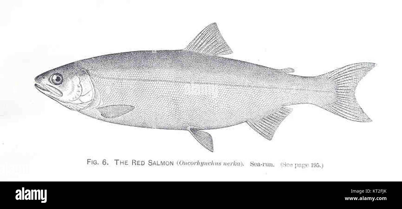 Red Salmon, Oncorhynchus nerka, also known as sockeye salmon, is a ...