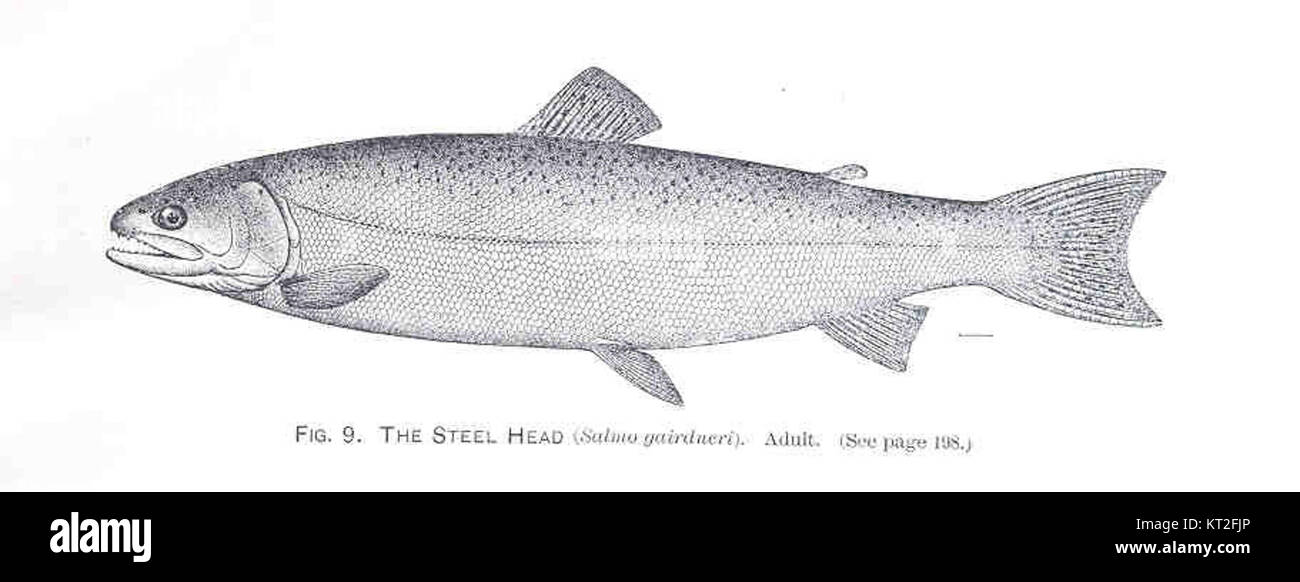 The Steelhead (Salmo gairdneri) is a species of fish known for its ...