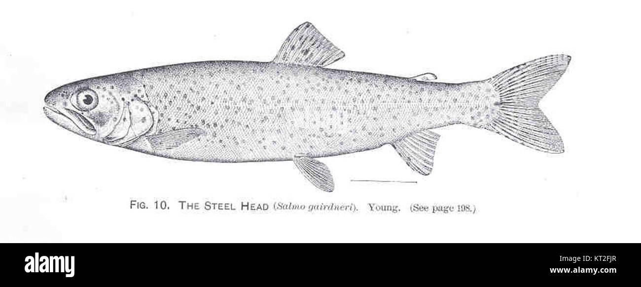 Juvenile fish in freshwater Cut Out Stock Images & Pictures - Alamy