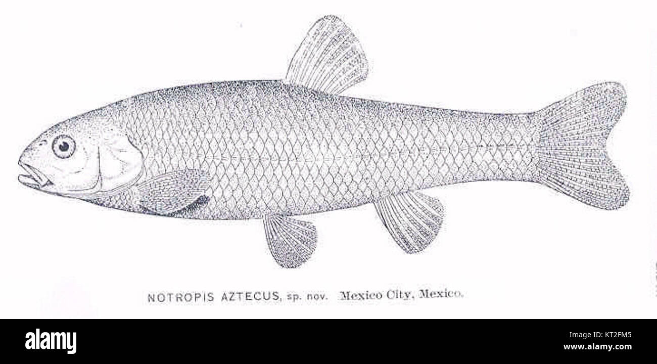 Notropis aztecus spnov is a newly discovered species of freshwater fish ...