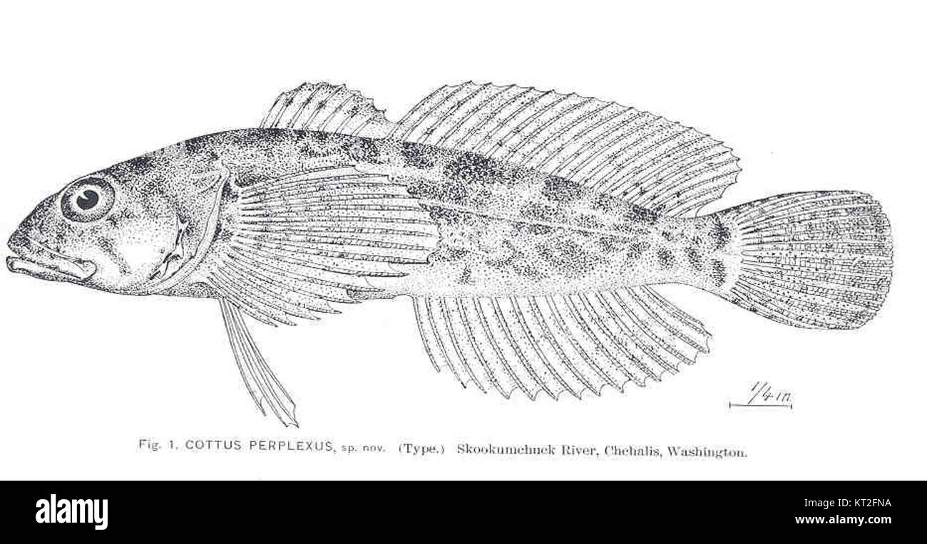 Cottus perplexus is a species of freshwater fish, newly identified as a ...
