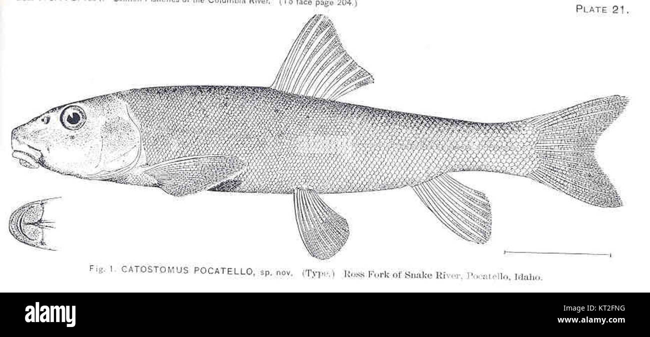Catostomus pocatello, a newly described species of freshwater fish, is ...