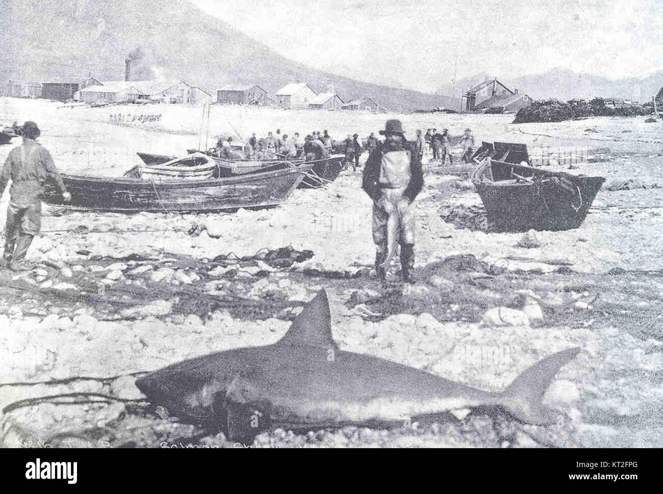 This image captures the process of seining salmon at Karluk, Alaska ...