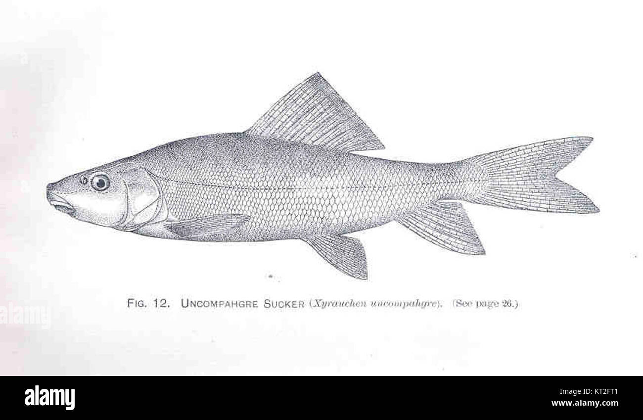 Photograph of the Uncompahgre Sucker, a fish species identified by the ...