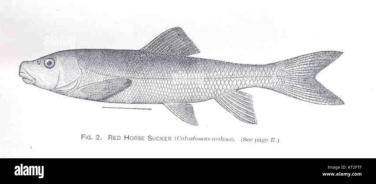 Red Horse Sucker (Catostomus ardens), a freshwater fish species, native ...