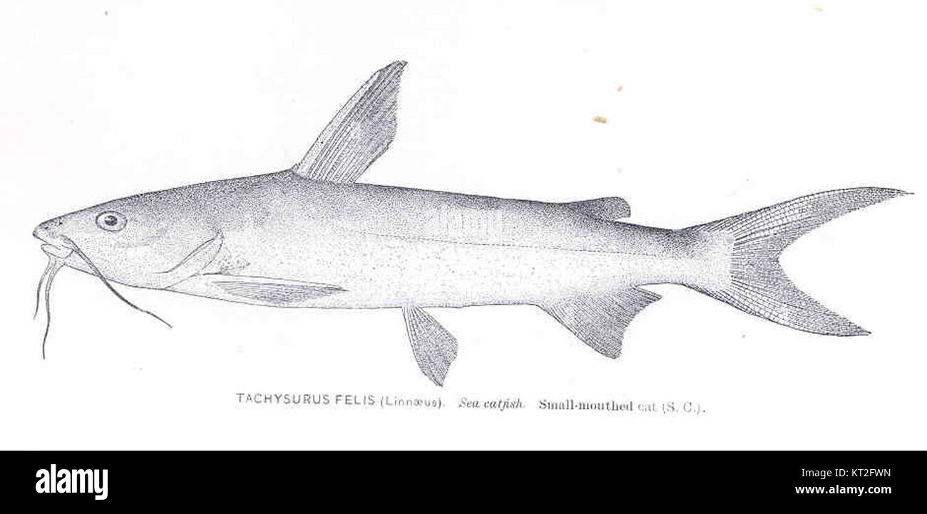 34268 Tachysurus felis (Linnaeus) Sea catfish Small-mouthed Cat (SC ...