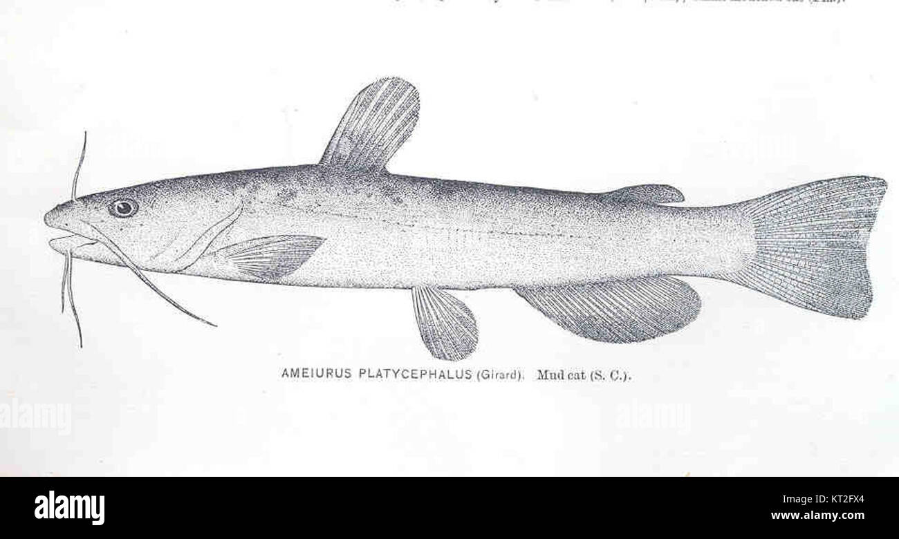 Flathead catfish fish hi-res stock photography and images - Alamy