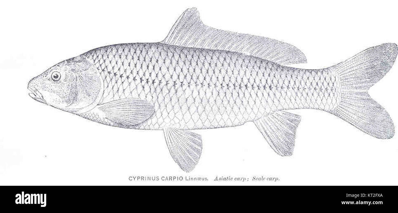 Cyprinus carpio, also known as the common carp, is a species of fish ...