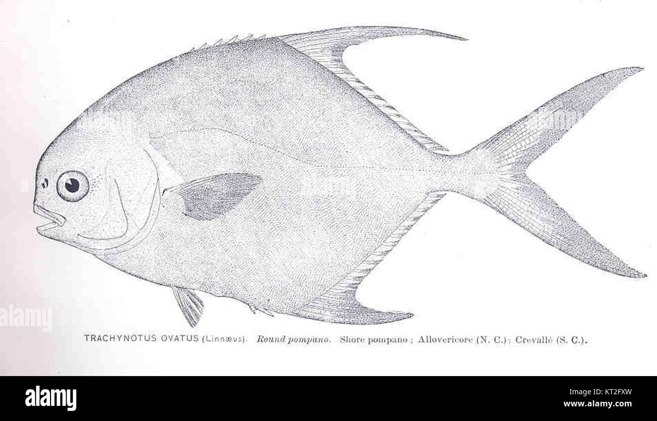 34290 Trachynotus ovatus (Linnaeus) Round pompano Shore pompano ...