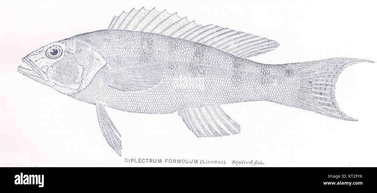 Diplectrum formosum, commonly known as the Squirrel-fish, is a species ...