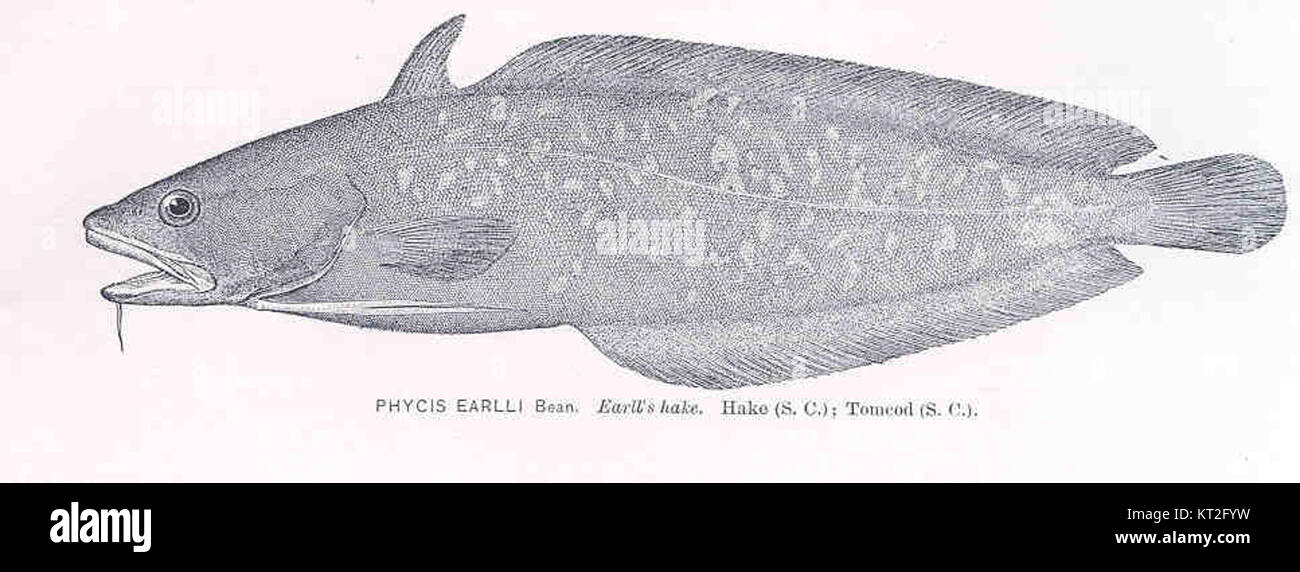 Fish lifecycle characteristics hi-res stock photography and images - Alamy